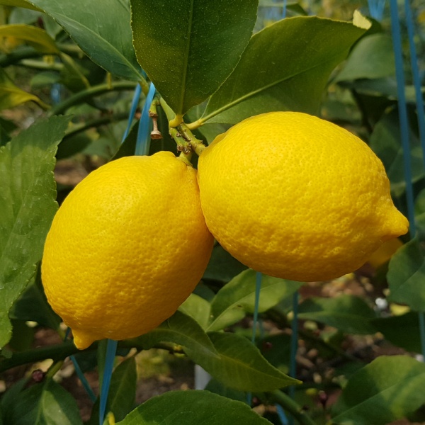 찌릿짜릿 제주 GAP 인증 레몬 2.5kg 18-24과